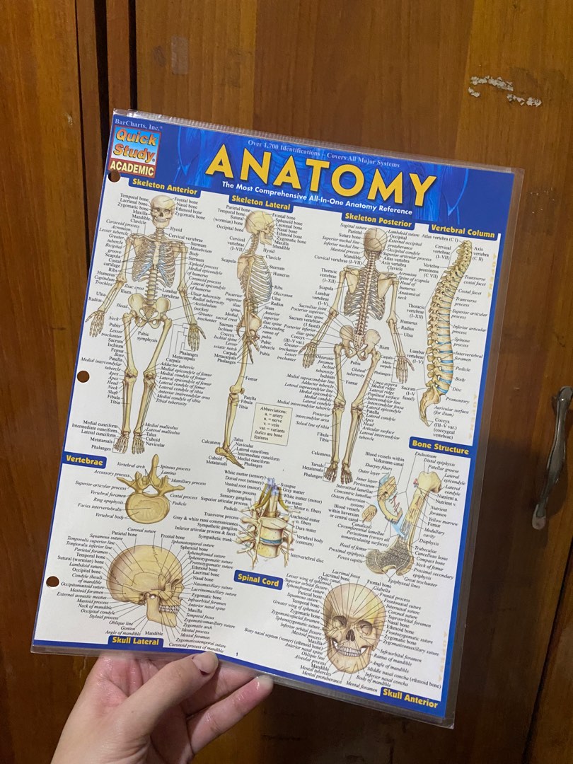 Anatomy Reference Chart (laminated), Hobbies & Toys, Books & Magazines ...