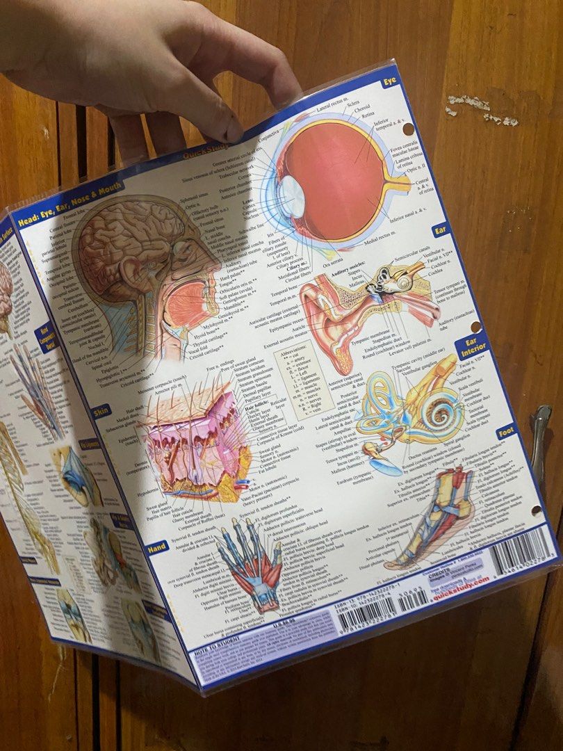 Anatomy Reference Chart (laminated), Hobbies & Toys, Books & Magazines ...