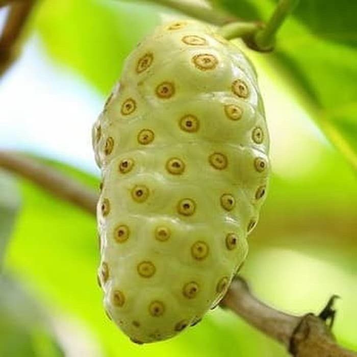 Buah Mengkudu dan Daun Mengkudu, Health & Nutrition, Health Supplements ...