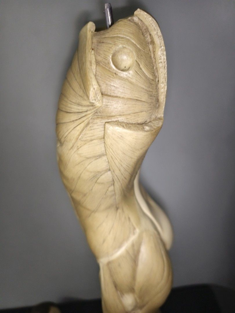 Female 1:3 Flesh /Anatomy v1A - flesh & superficial muscle, Health ...