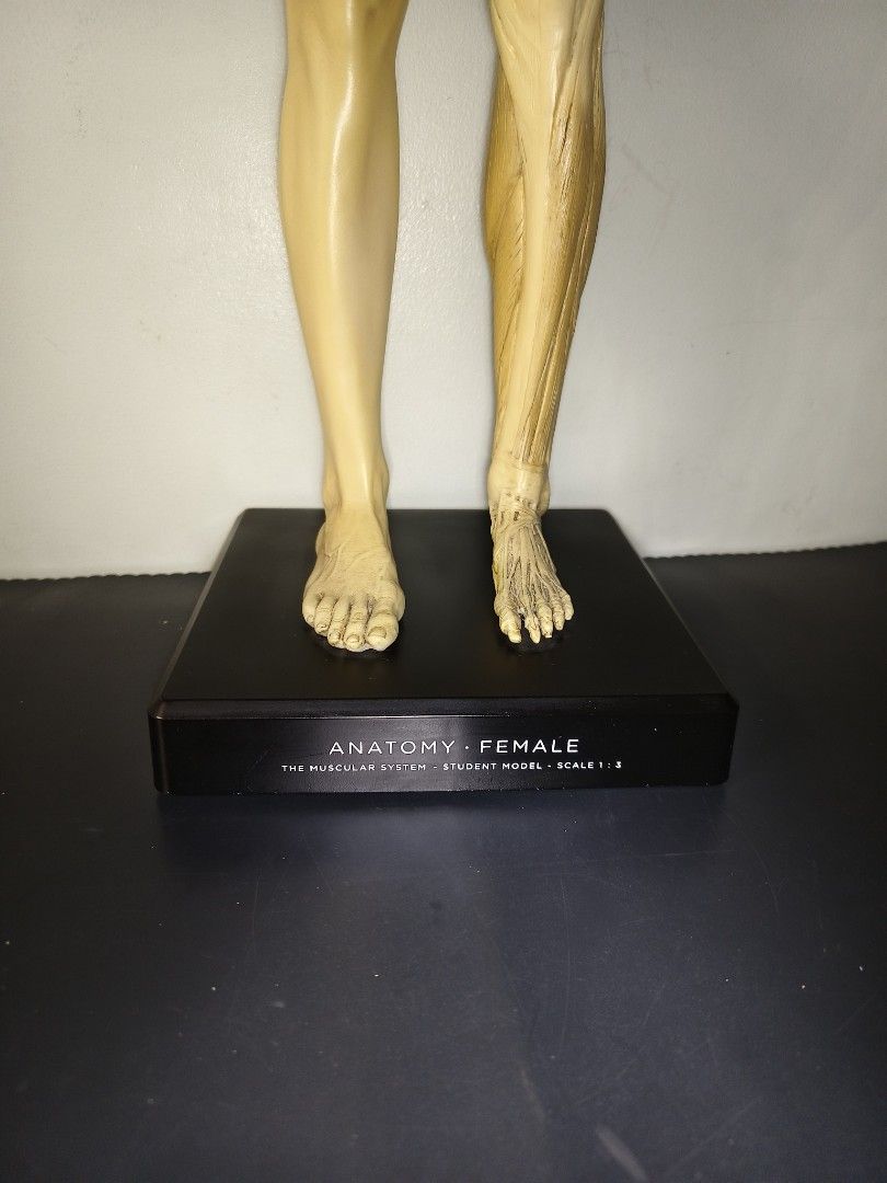Female 1:3 Flesh /Anatomy v1A - flesh & superficial muscle, Health ...