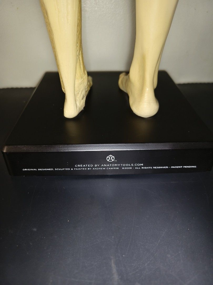 Female 1:3 Flesh /Anatomy v1A - flesh & superficial muscle, Health ...