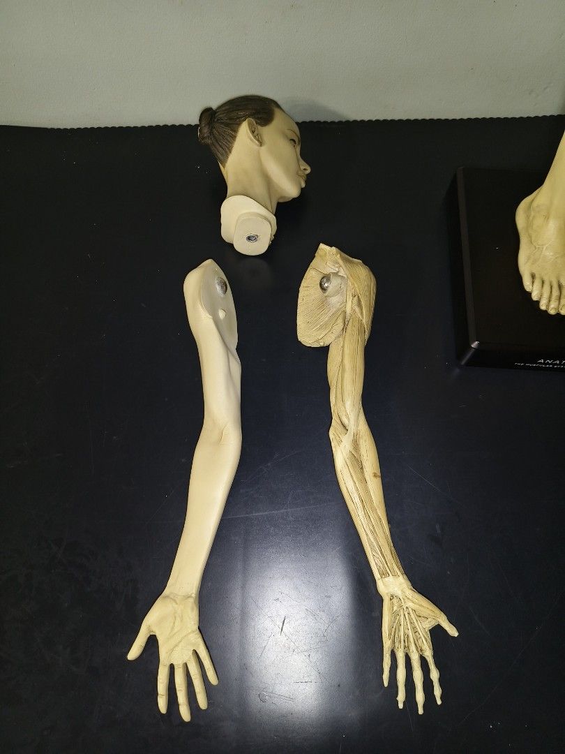 Female 1:3 Flesh /Anatomy v1A - flesh & superficial muscle, Health ...