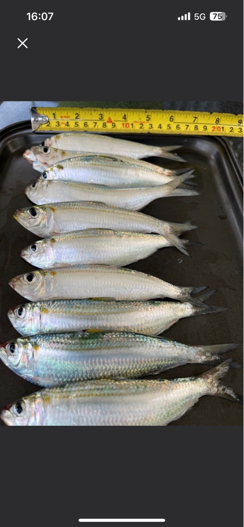 Freshly caught Tamban in Mar 2025 from Bedok Jetty. Packed as bait for ...
