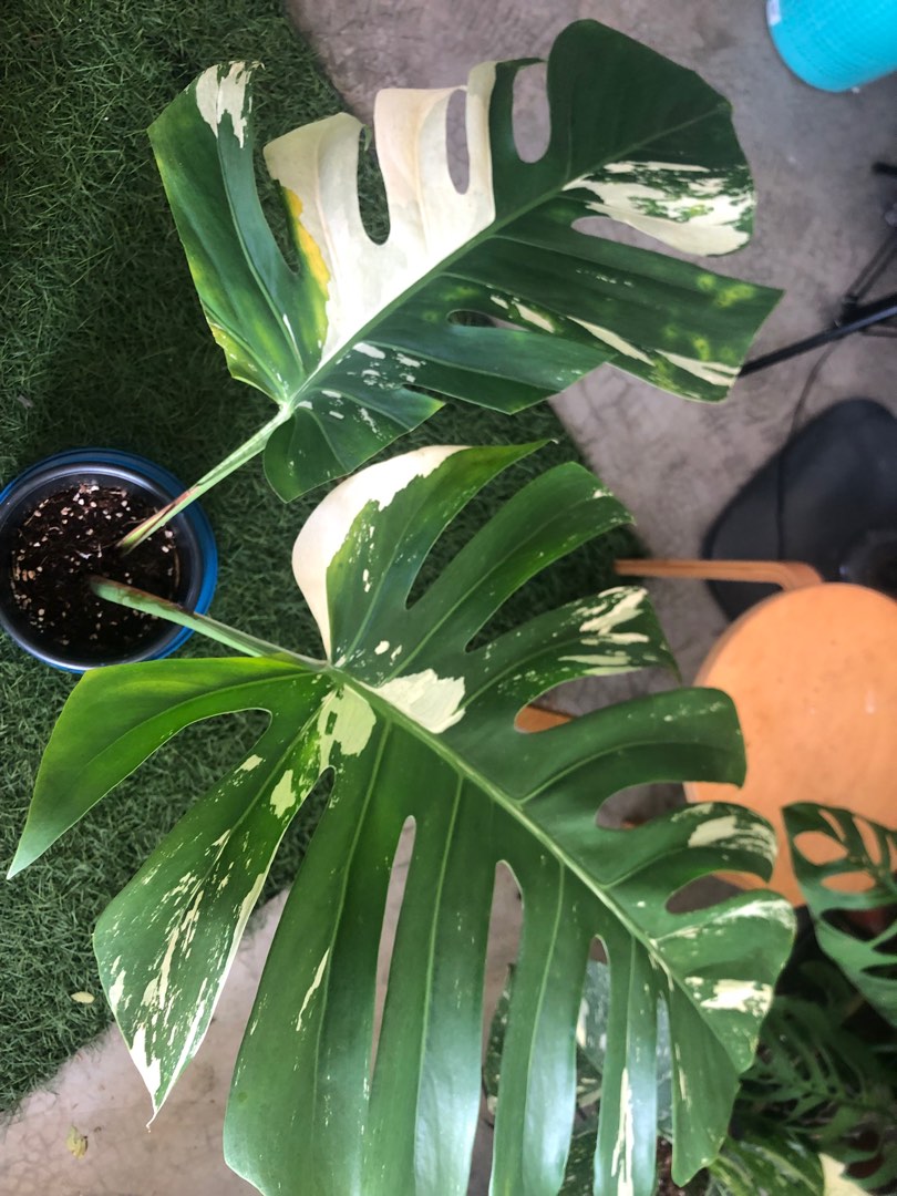 Monstera Mint Giant size, Furniture & Home Living, Gardening, Plants ...