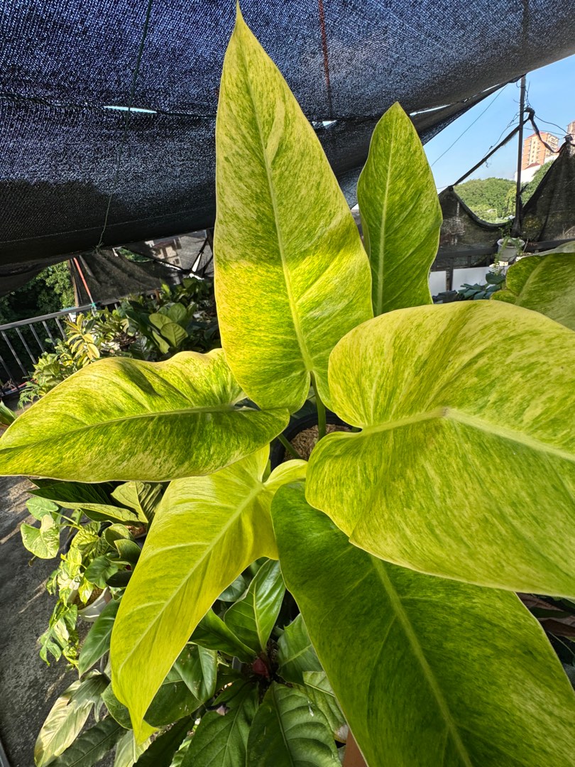 Philodendron Golden Calkins - Giant size, Furniture & Home Living ...