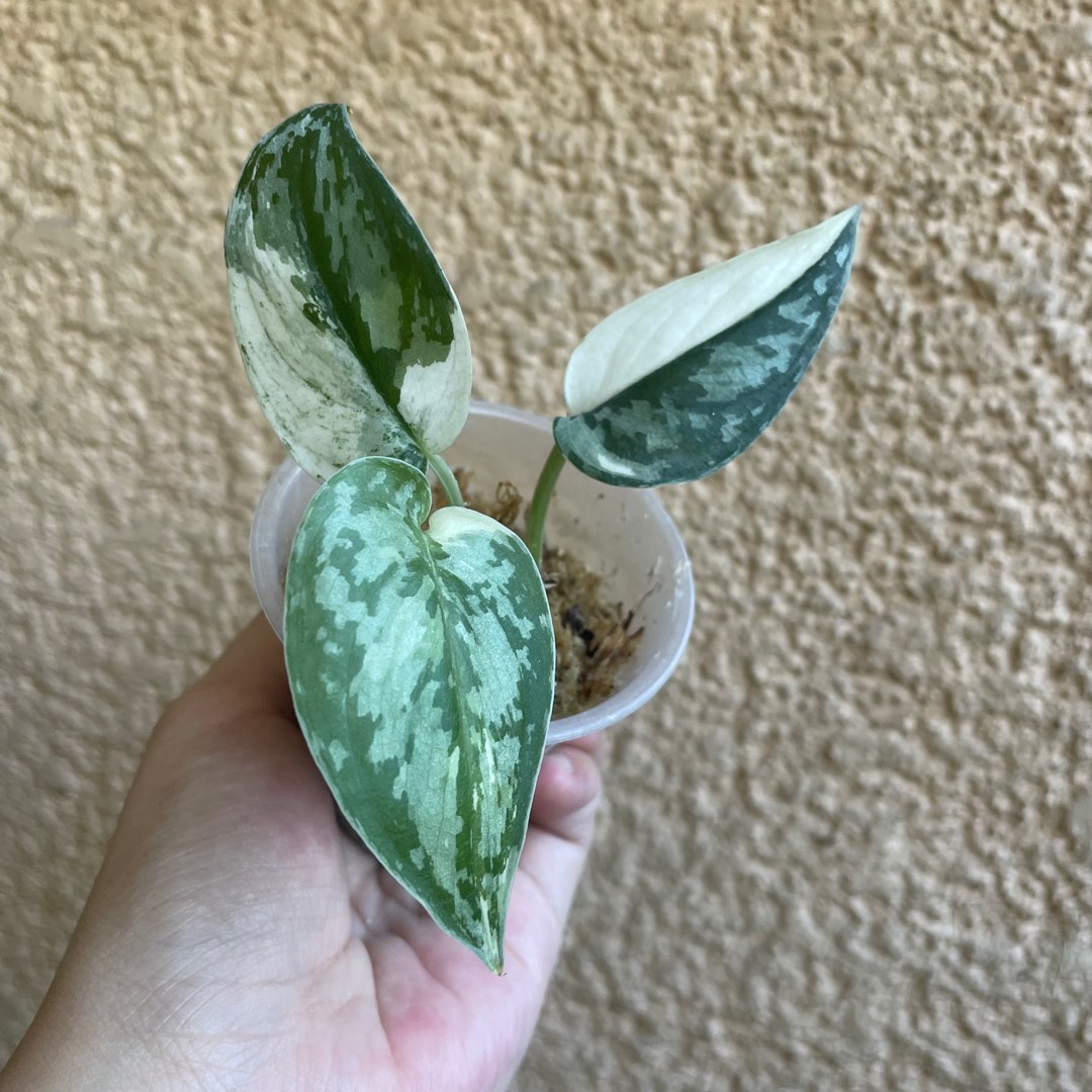 Scindapsus Mayari Propagation - BUDGET FRIENDLY, Furniture & Home ...