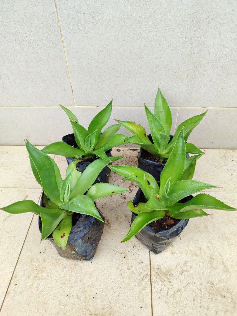 Pokok hiasan Agave, Furniture & Home Living, Gardening, Plants & Seeds ...