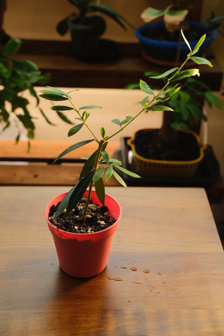 Olive Tree cuttings ( Rooted from Japanese Olive ), Furniture & Home ...