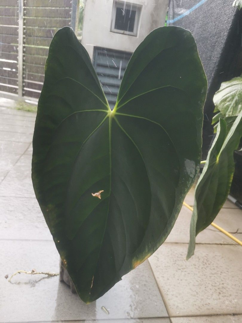 anthurium papillilaminum guna yala, Furniture & Home Living, Gardening ...