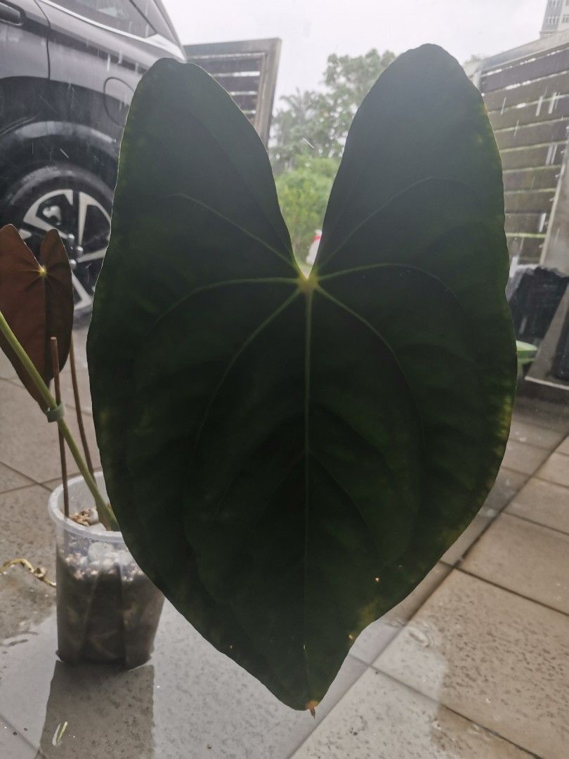 anthurium papillilaminum guna yala, Furniture & Home Living, Gardening ...