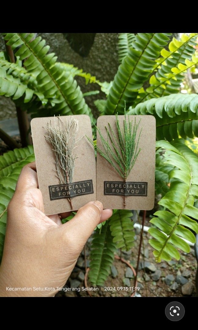 Kartu homemade daun pinus, Barang Yang Dicari di Carousell