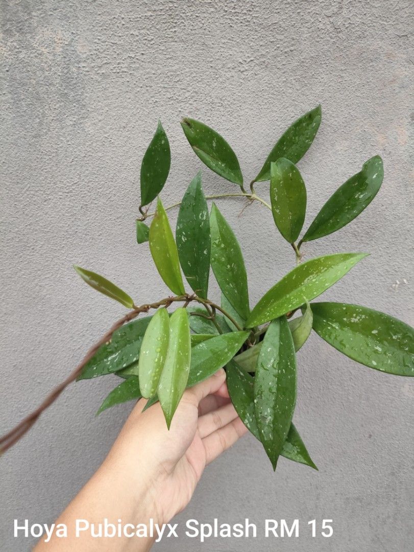 Hoya Pubicalyx Splash, Furniture & Home Living, Gardening, Plants ...