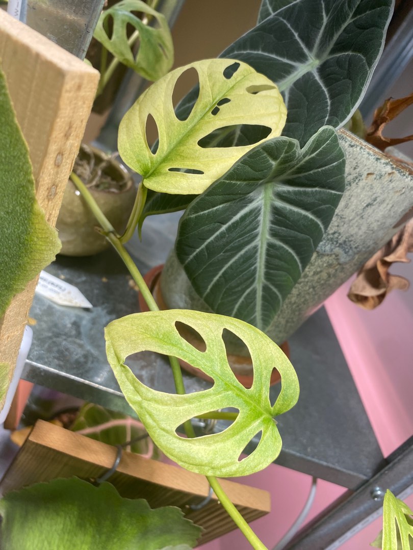 Monstera Acuminata Mint Var, Furniture & Home Living, Gardening, Plants ...