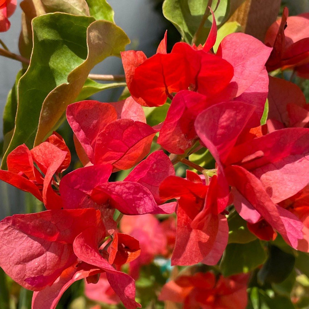 Pokok Bunga Kertas Merah, Furniture & Home Living, Gardening, Plants ...