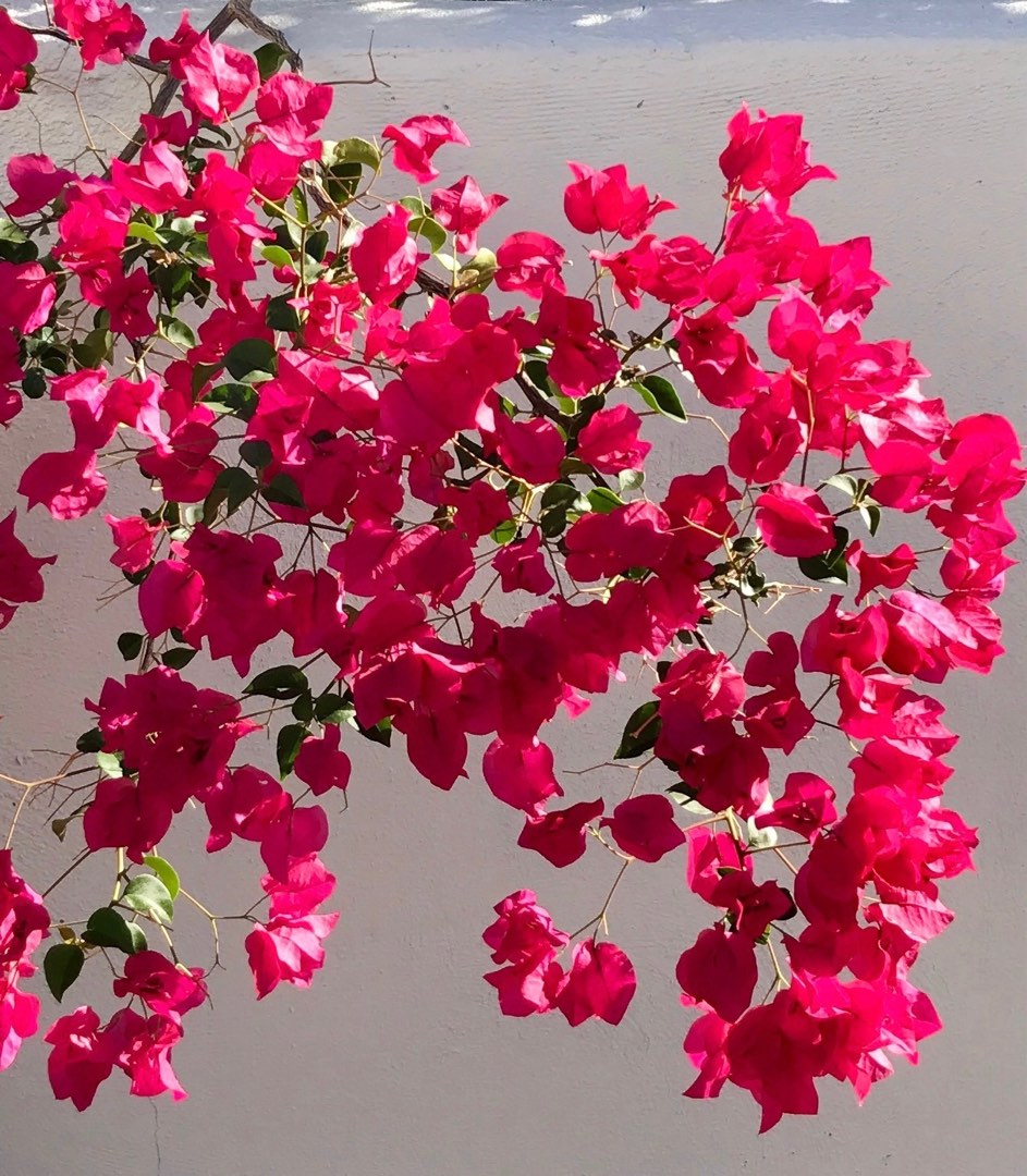 Pokok Bunga Kertas Pink Terang, Furniture & Home Living, Gardening ...