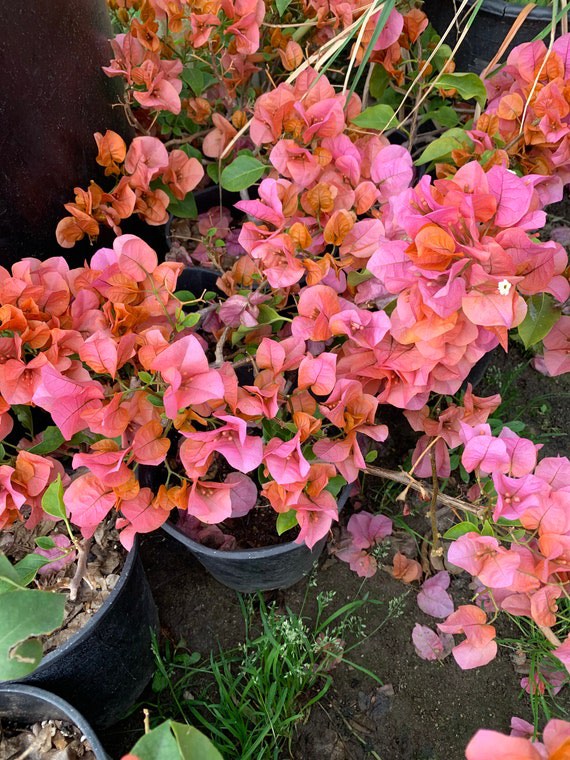 Pokok Bunga Kertas Pink-oren, Furniture & Home Living, Gardening ...