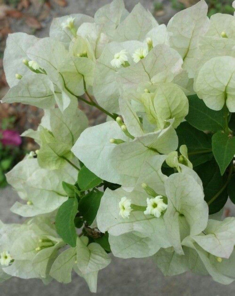 Pokok Bunga Kertas Putih, Furniture & Home Living, Gardening, Plants ...