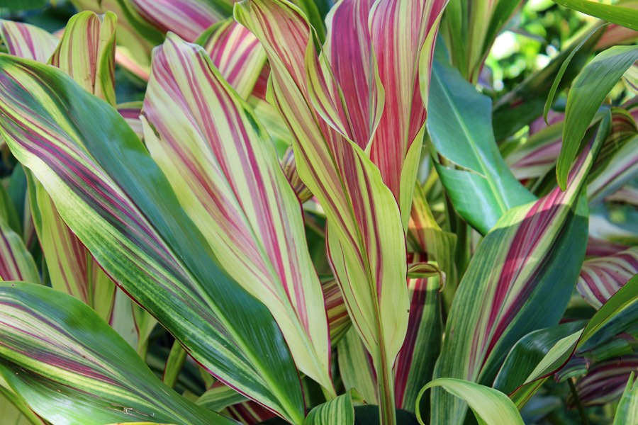 Pokok Cordyline Green Pink, Furniture & Home Living, Gardening, Plants ...