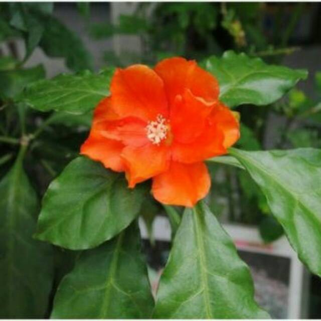 Pokok Bunga Duri 7 bilah oren ( pokok herba dan bunga ), Furniture ...