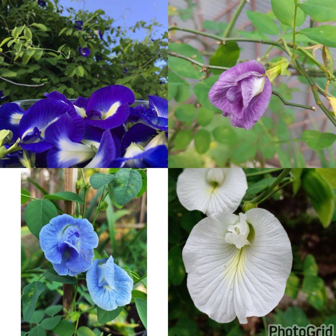 10 biji benih Bunga Telang warna mix ( bunga nasi kerabu ), Furniture ...