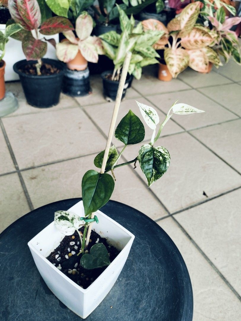 Epi Cebu Blue variegated, Furniture & Home Living, Gardening, Plants ...