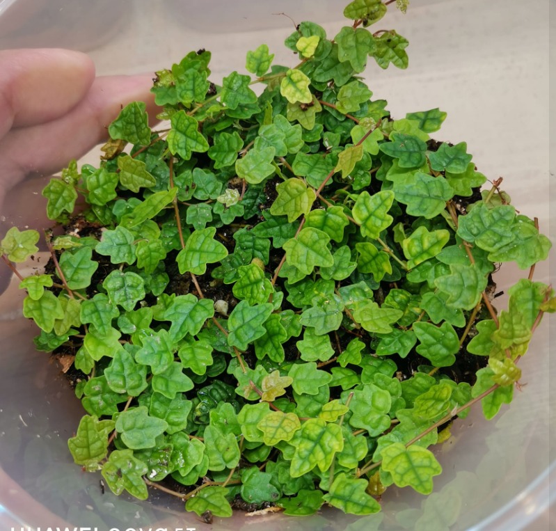 F48 Ficus Pumila Quercifolia - Oak Leaf Creeping Fig , Furniture & Home ...