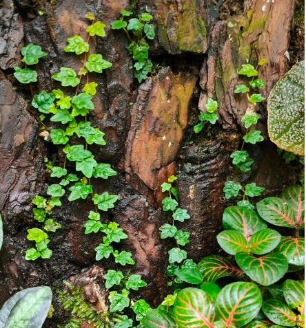 F48 Ficus Pumila Quercifolia - Oak Leaf Creeping Fig , Furniture & Home ...