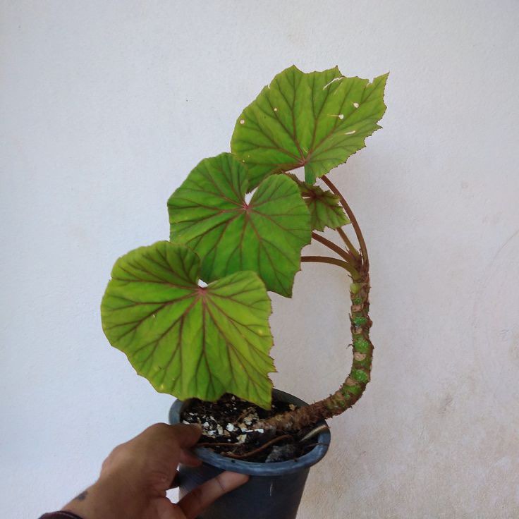 Pokok Begonia hijau jenis tinggi, Furniture & Home Living, Gardening ...