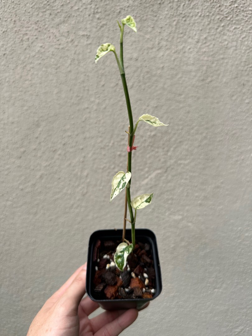 Epipremnum Cebu Blue Variegated, Furniture & Home Living, Gardening ...