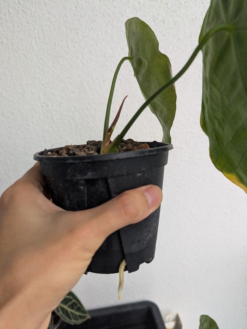 Anthurium forgetti dark form, Furniture & Home Living, Gardening ...