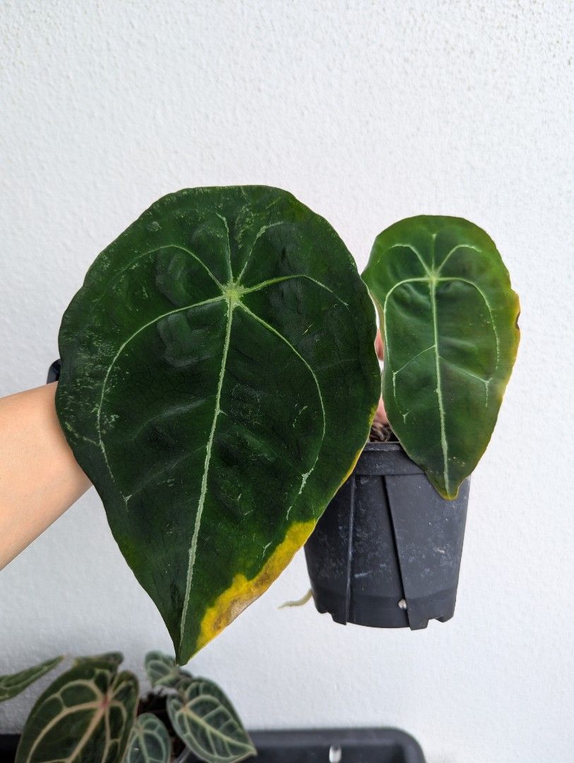 Anthurium forgetti dark form, Furniture & Home Living, Gardening ...