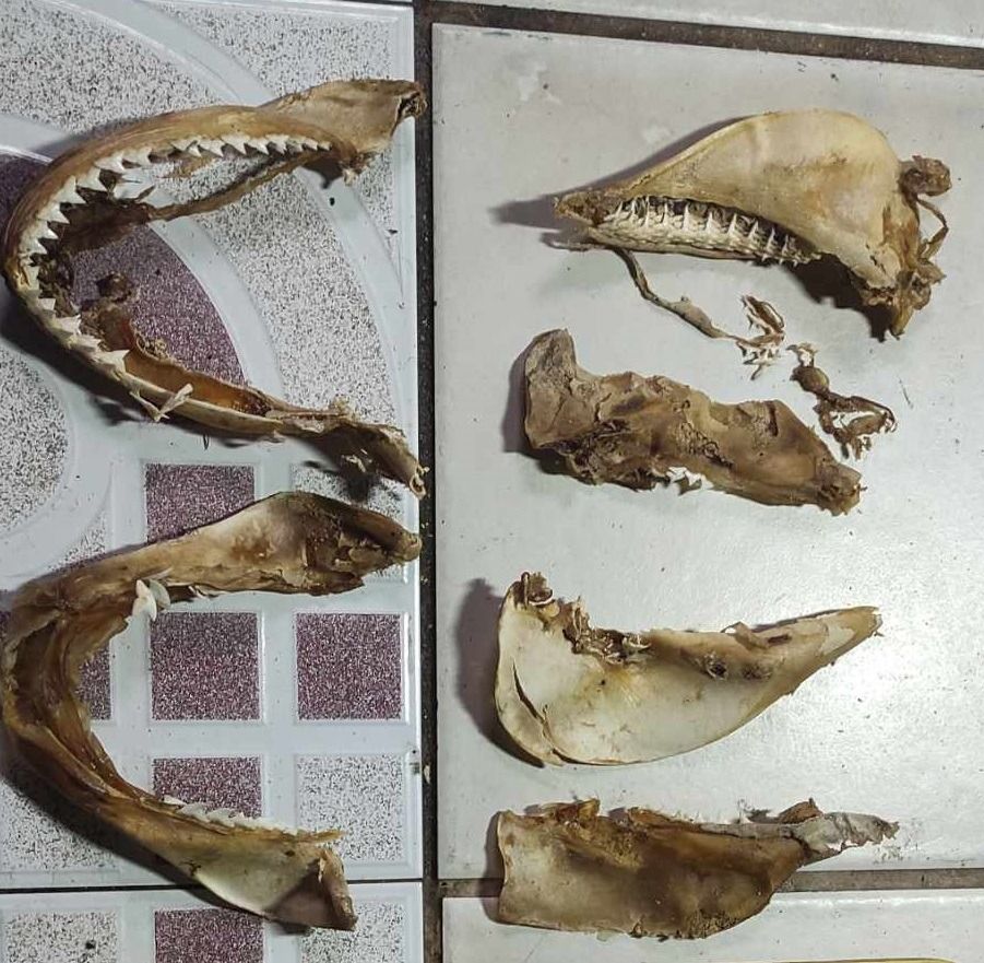 vintage tiger mako shark medium size mouth and tooth jaw ox horn bone stainless pipe rare Japan ...