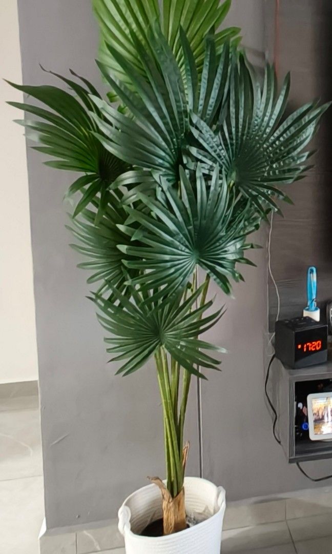 Artificial plant (Fan Palm, 1.6m) free delivery, Furniture & Home ...