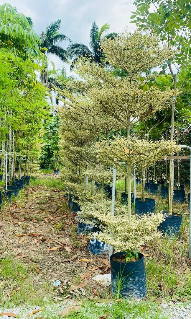 Terminalia Mantaly ( Bucida molenetti variegated ) on Carousell