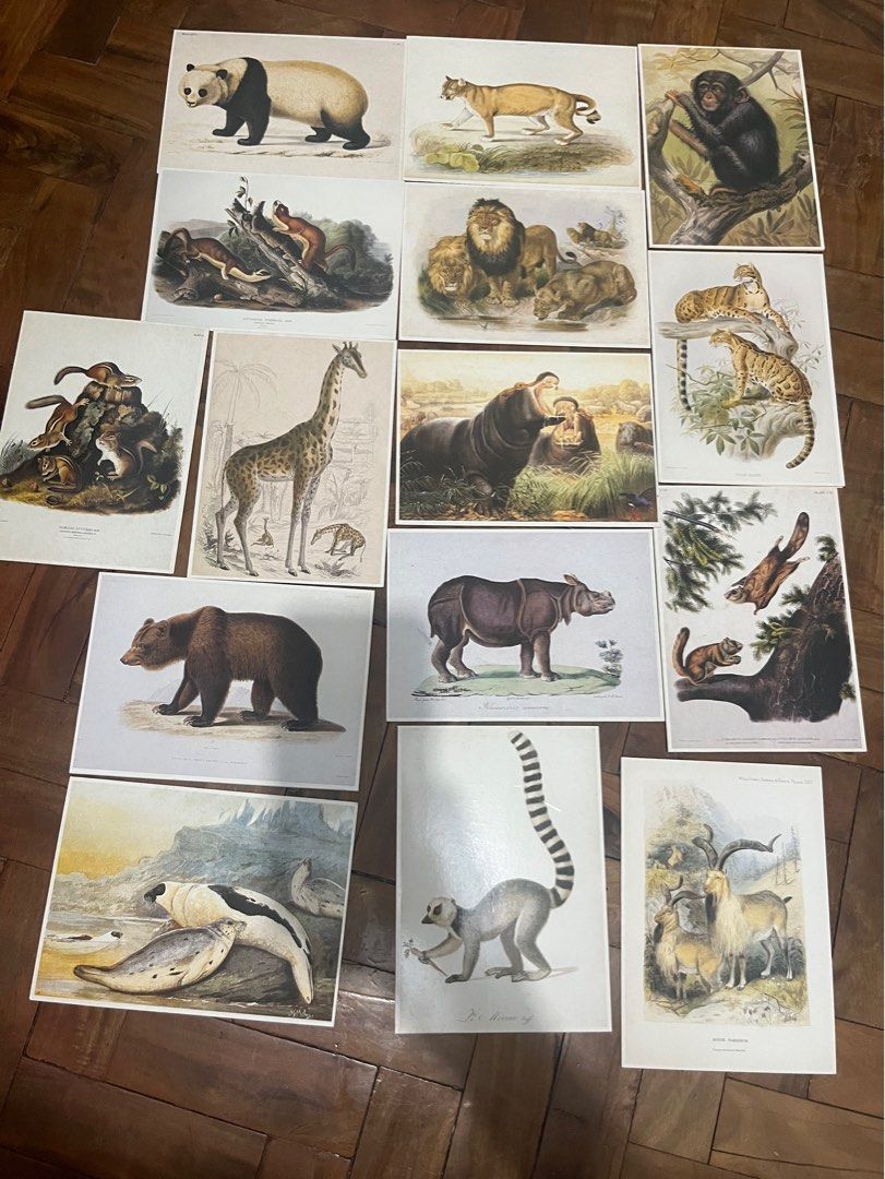 Vintage 90s New Natural History Animals Studio Editions Wildlife 16 ...