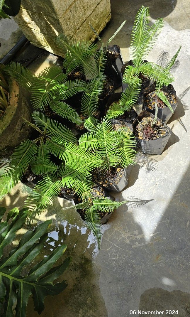 Anak pokok cycas, Furniture & Home Living, Gardening, Plants & Seeds on ...