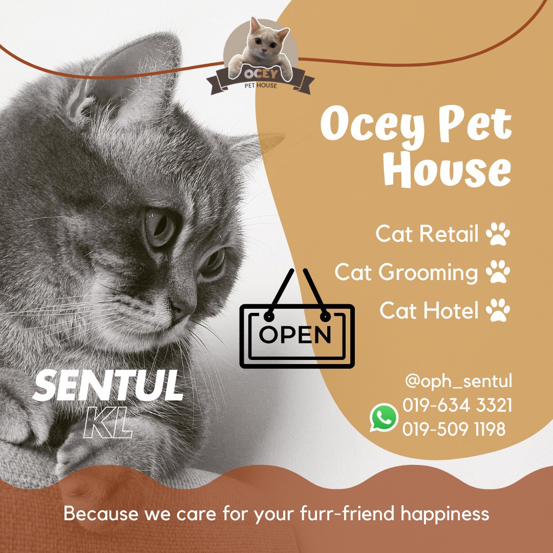 Cat Grooming & Hotel @ Sentul KL, Pet Supplies, Health & Grooming on ...