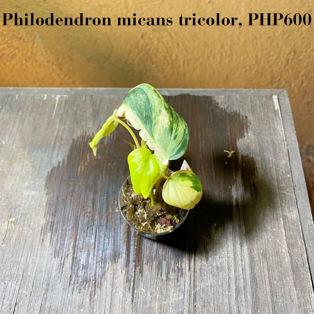 Philodendron micans tricolor, Furniture & Home Living, Gardening ...