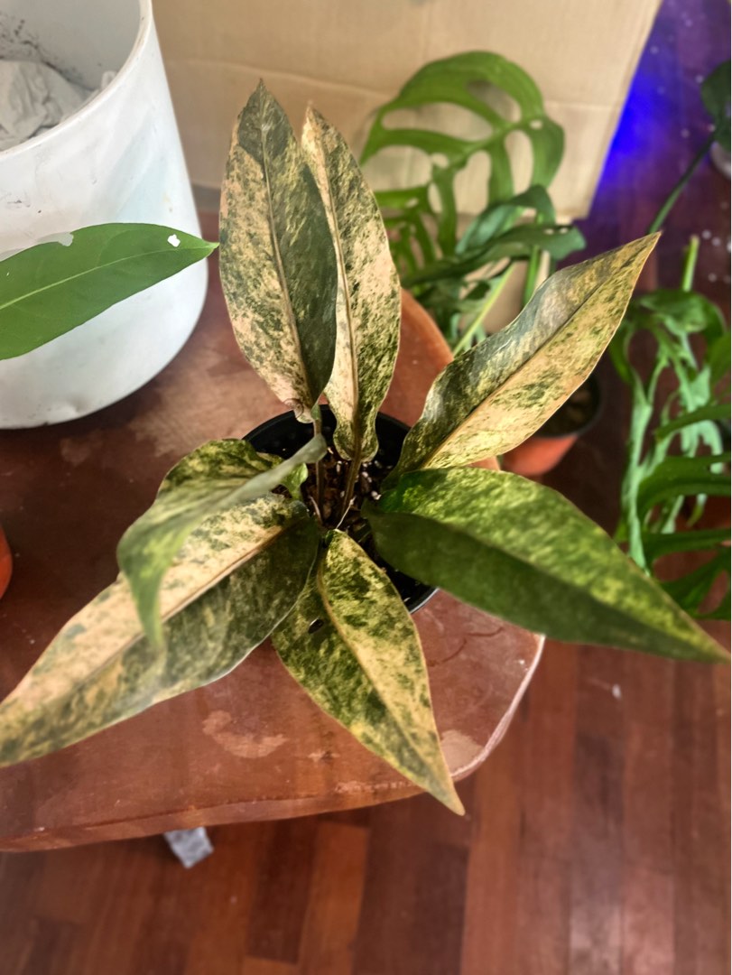 Anthurium Hookeri Variegated Pink, Furniture & Home Living, Gardening ...