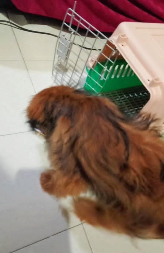 Poodle puppie Cage, Pet Supplies, Homes & Other Pet Accessories on ...