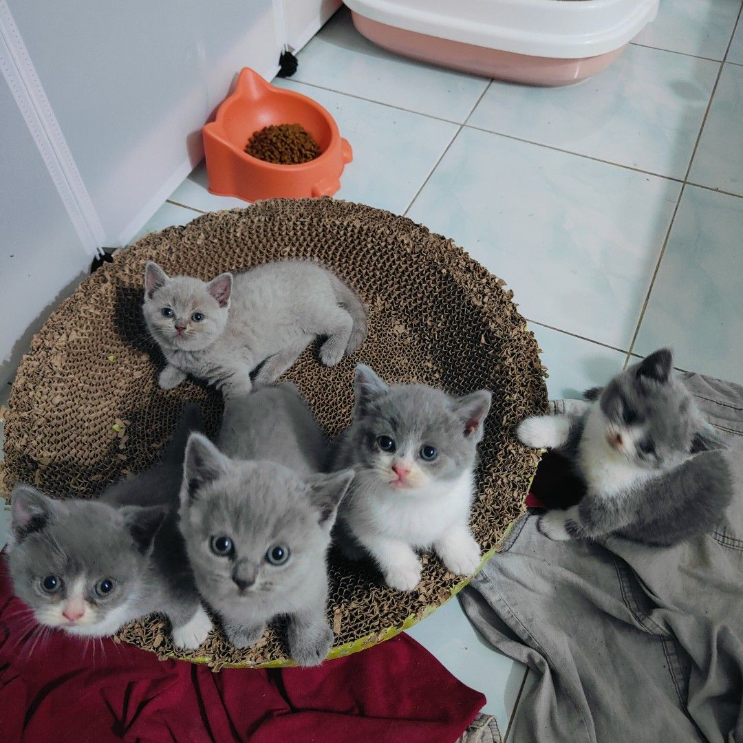 kitten anak kucing BSH, Pet Supplies, Homes & Other Pet Accessories on ...