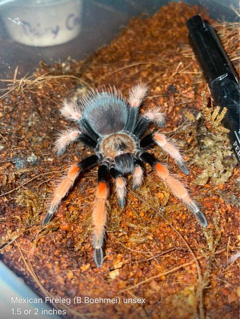 Tarantula, Pet Supplies, Health & Grooming on Carousell