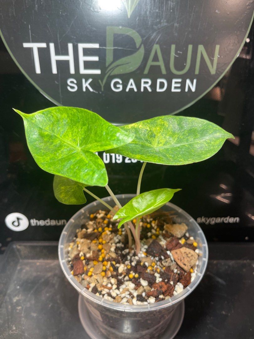 Alocasia Pink Dragon Aurea Variegated, Furniture & Home Living ...