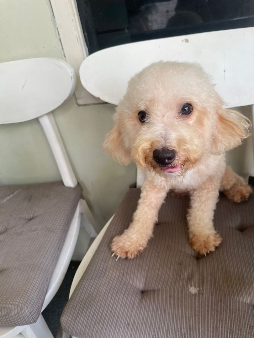 Poodle lucu untuk teman rumah, Perlengkapan Hewan, Aksesoris Hewan di ...