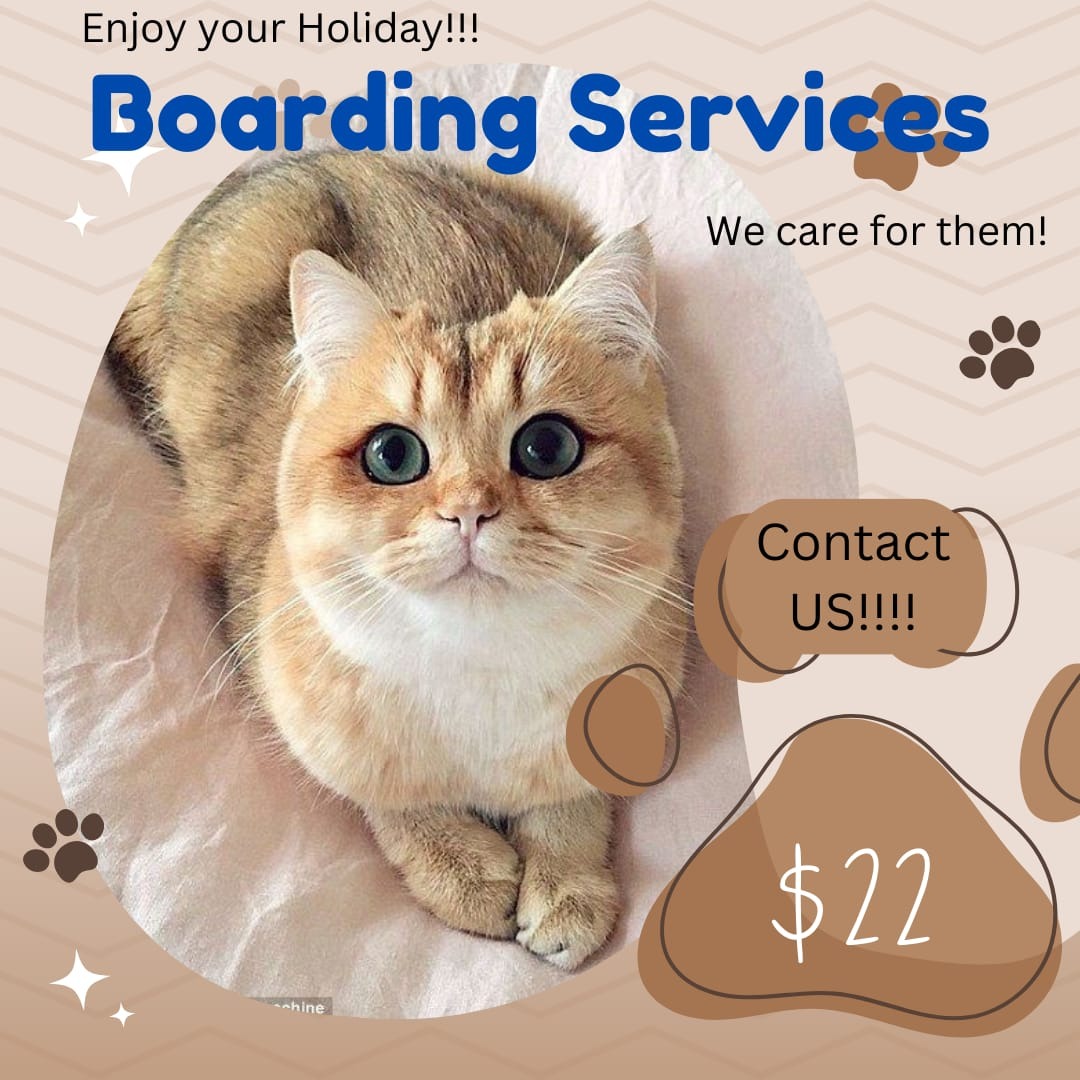 Boon Lay Cat Boarding, Lifestyle Services, Pet Care Services on Carousell