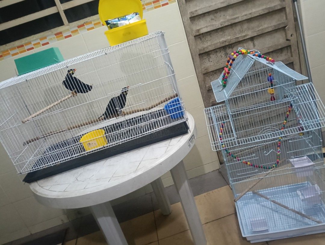 Sangkar Burung / Sugar Glider tinggi 103cm x lebar dalam 51cm, Pet ...