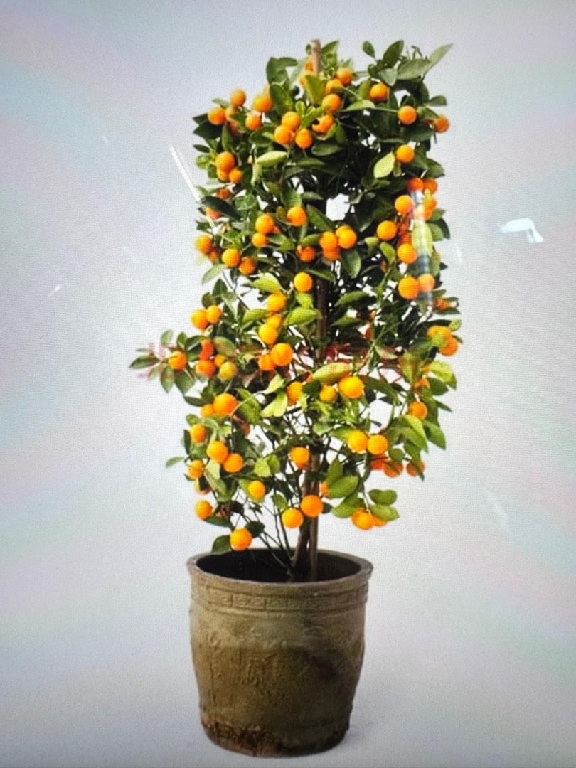 Real kiat kiat money tree 4ft, Furniture & Home Living, Gardening ...