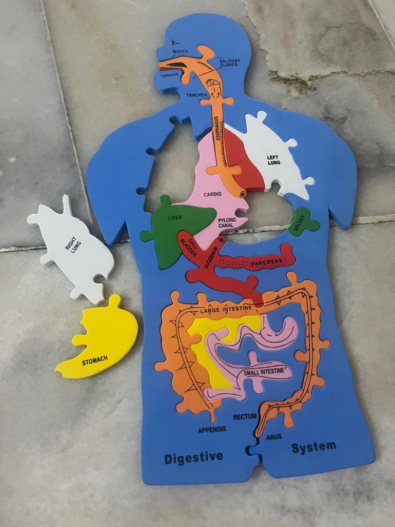 Digestive System Memory Form Puzzle, Hobbies & Toys, Toys & Games on ...