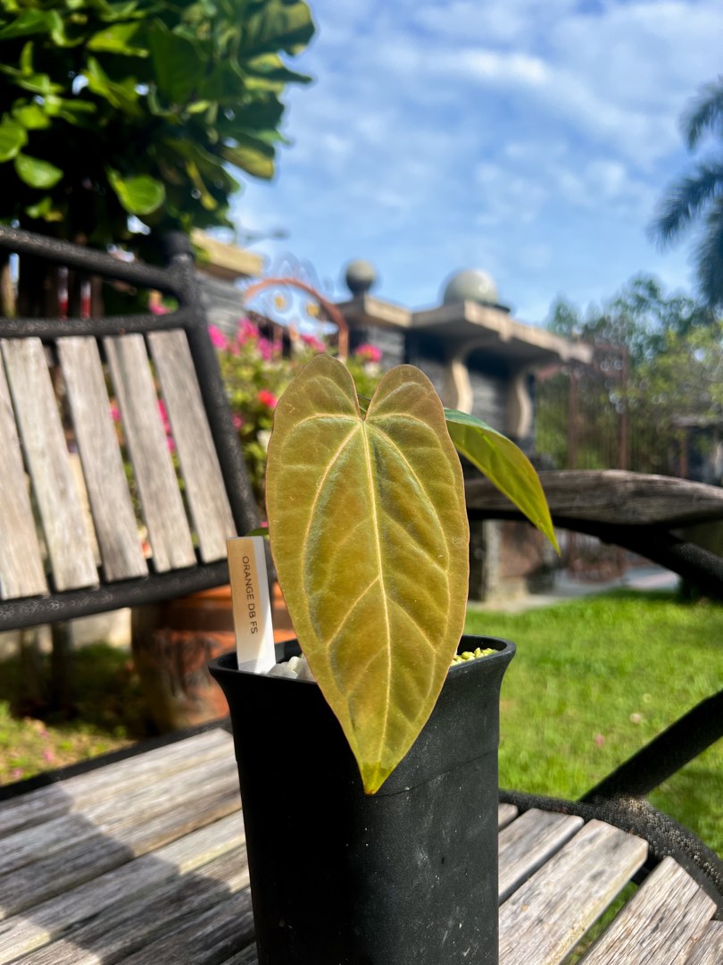 Anthurium Docblock x Fortsherman, Furniture & Home Living, Gardening ...